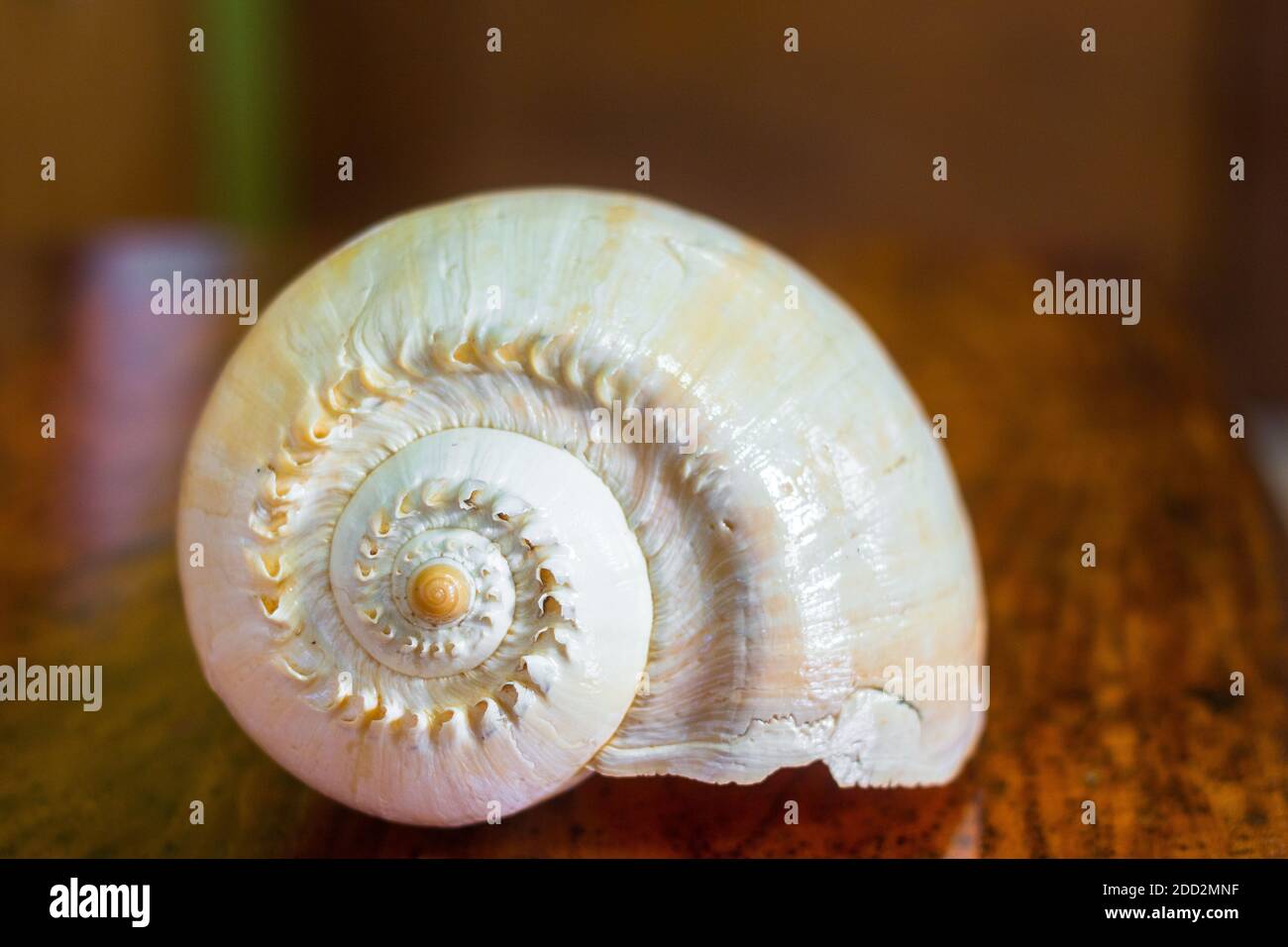 A white shell from Palawan, Philippines Stock Photo - Alamy