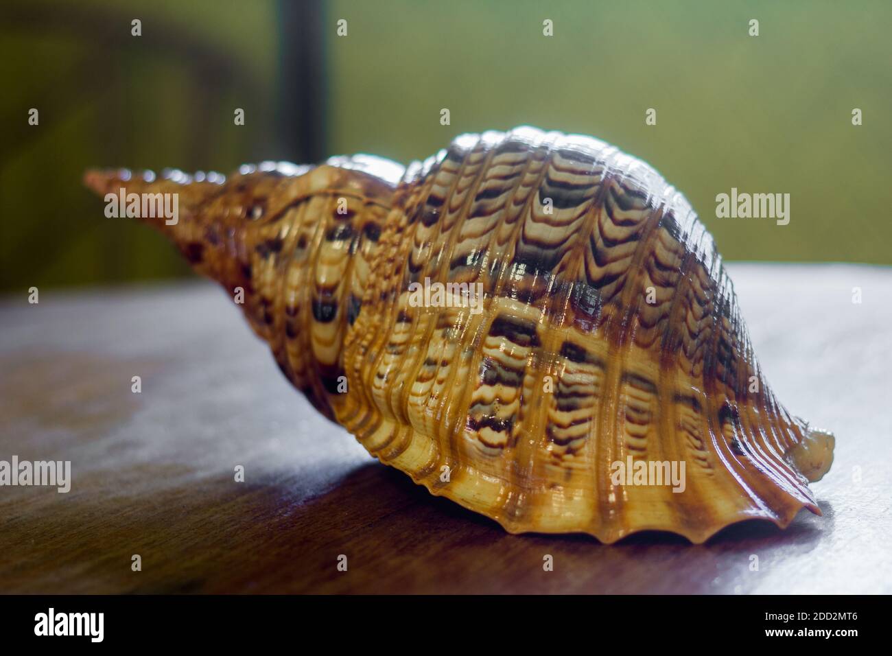 Giant triton shell from Palawan, Philippines Stock Photo - Alamy