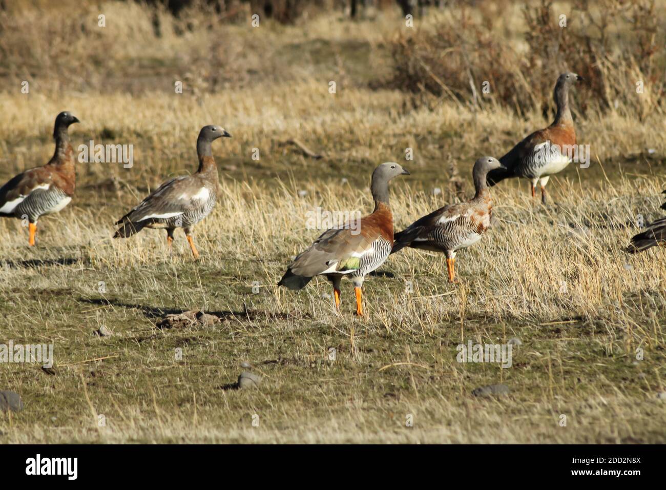 Cauquen Real or Goose, is from family of ducks. They can be seen in the ...