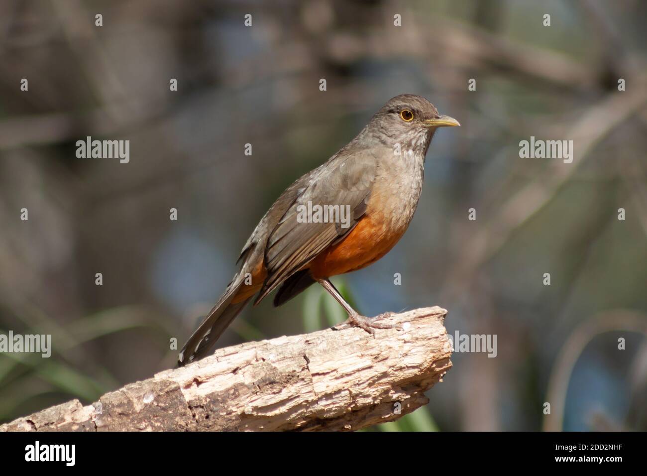 Rufous bellied hummingbird hi-res stock photography and images - Alamy