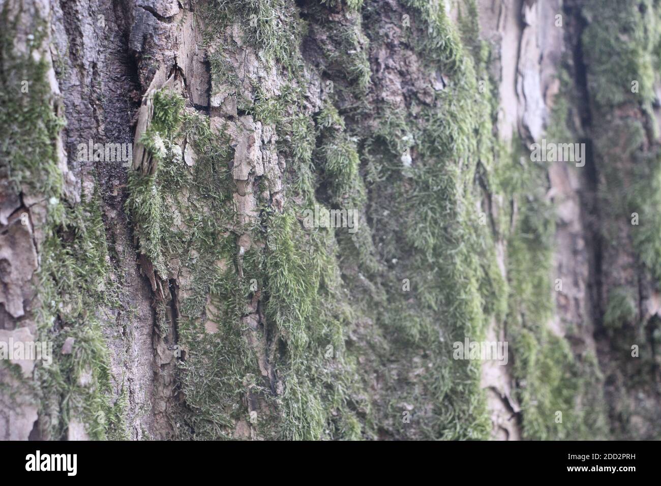 Tree bark texture with green moss Stock Photo - Alamy