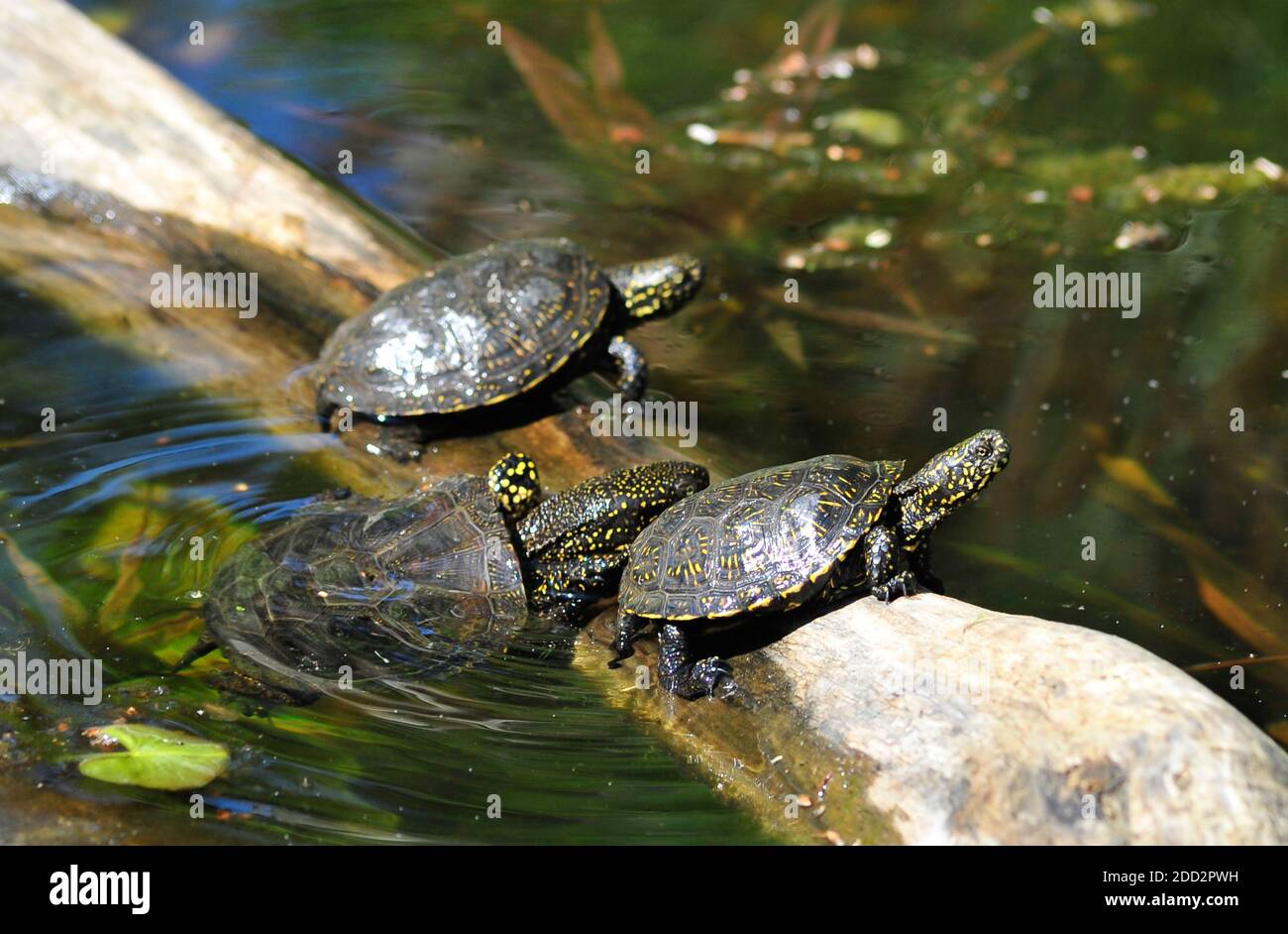 european pond terrapin, emys orbicularis, water turtle Stock Photo - Alamy