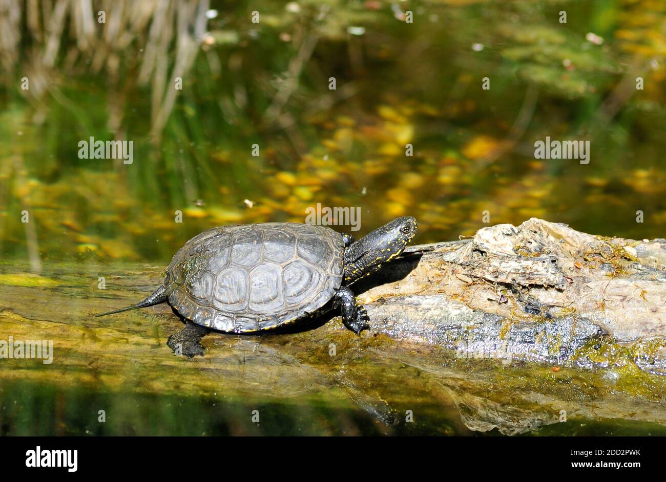 european pond terrapin, emys orbicularis, water turtle Stock Photo - Alamy