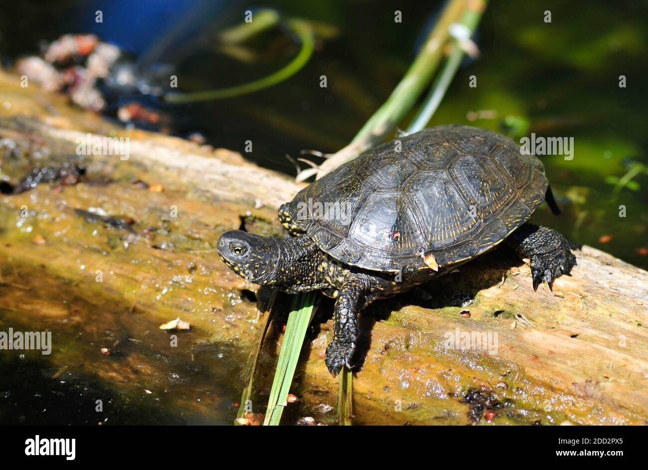 european pond terrapin, emys orbicularis, water turtle Stock Photo - Alamy