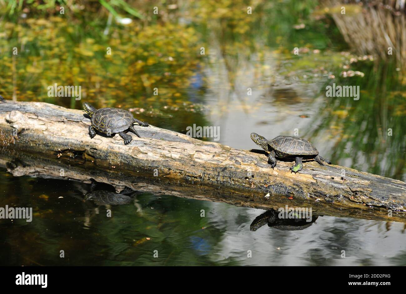 european pond terrapin, emys orbicularis, water turtle Stock Photo - Alamy