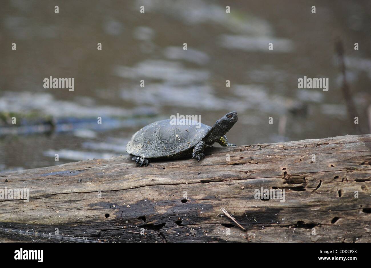 european pond terrapin, emys orbicularis, water turtle Stock Photo - Alamy