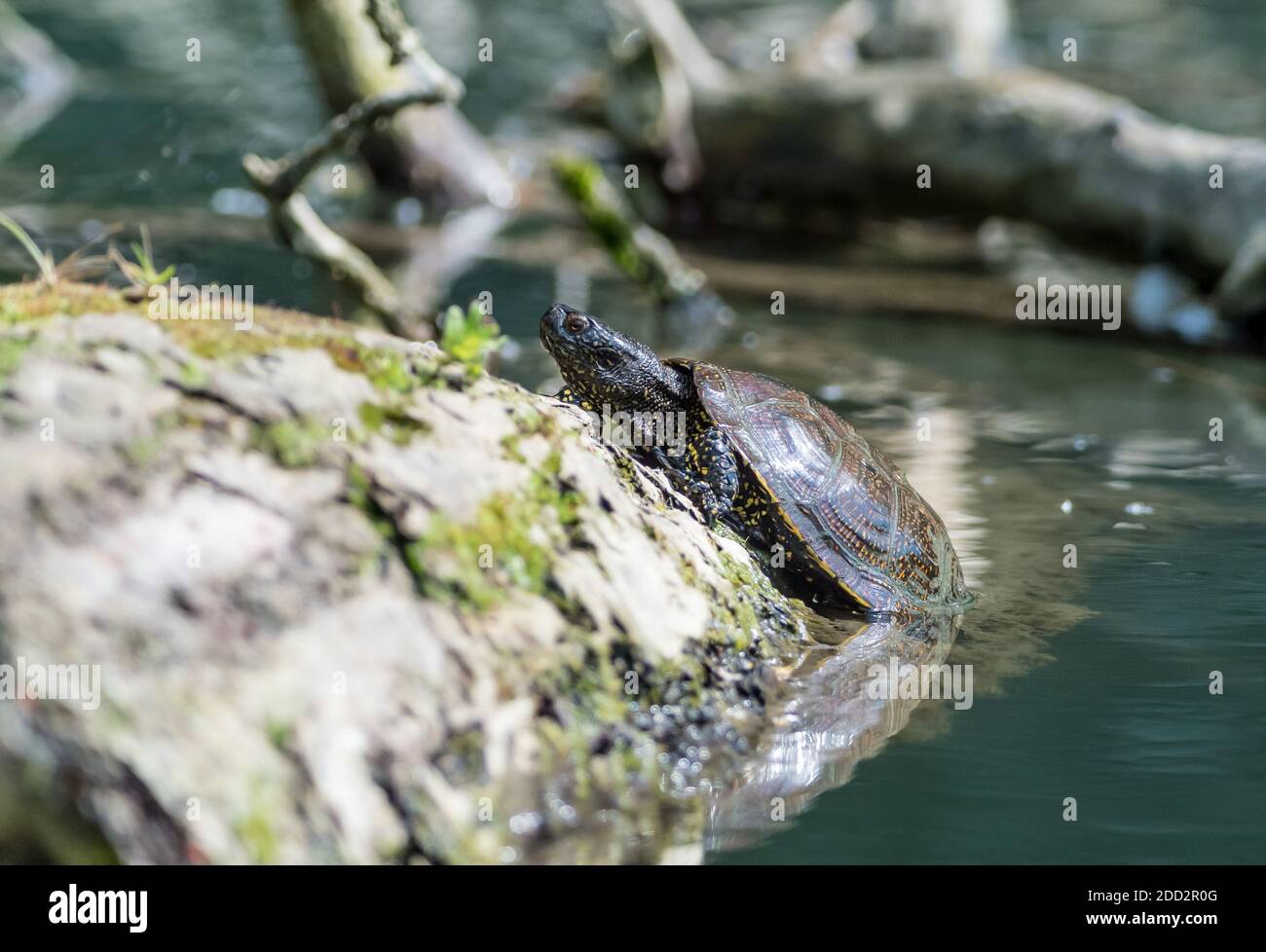 european pond terrapin, emys orbicularis, water turtle Stock Photo - Alamy