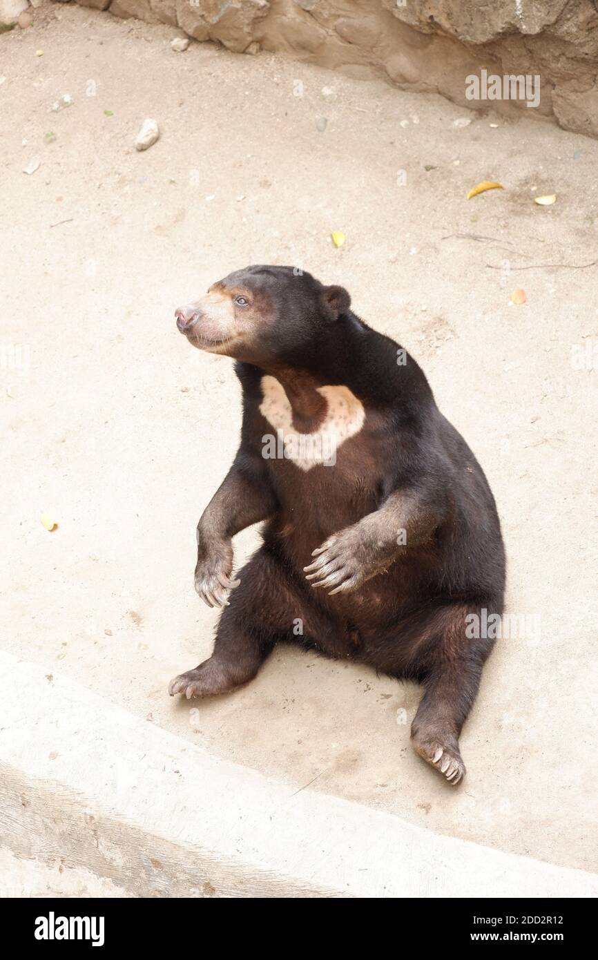 Malayan sun bear claws hi-res stock photography and images - Alamy