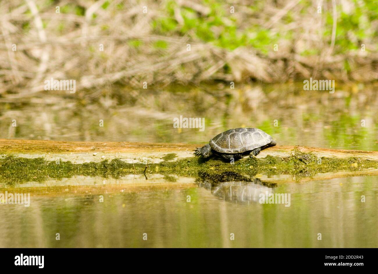 european pond terrapin, emys orbicularis, water turtle Stock Photo - Alamy