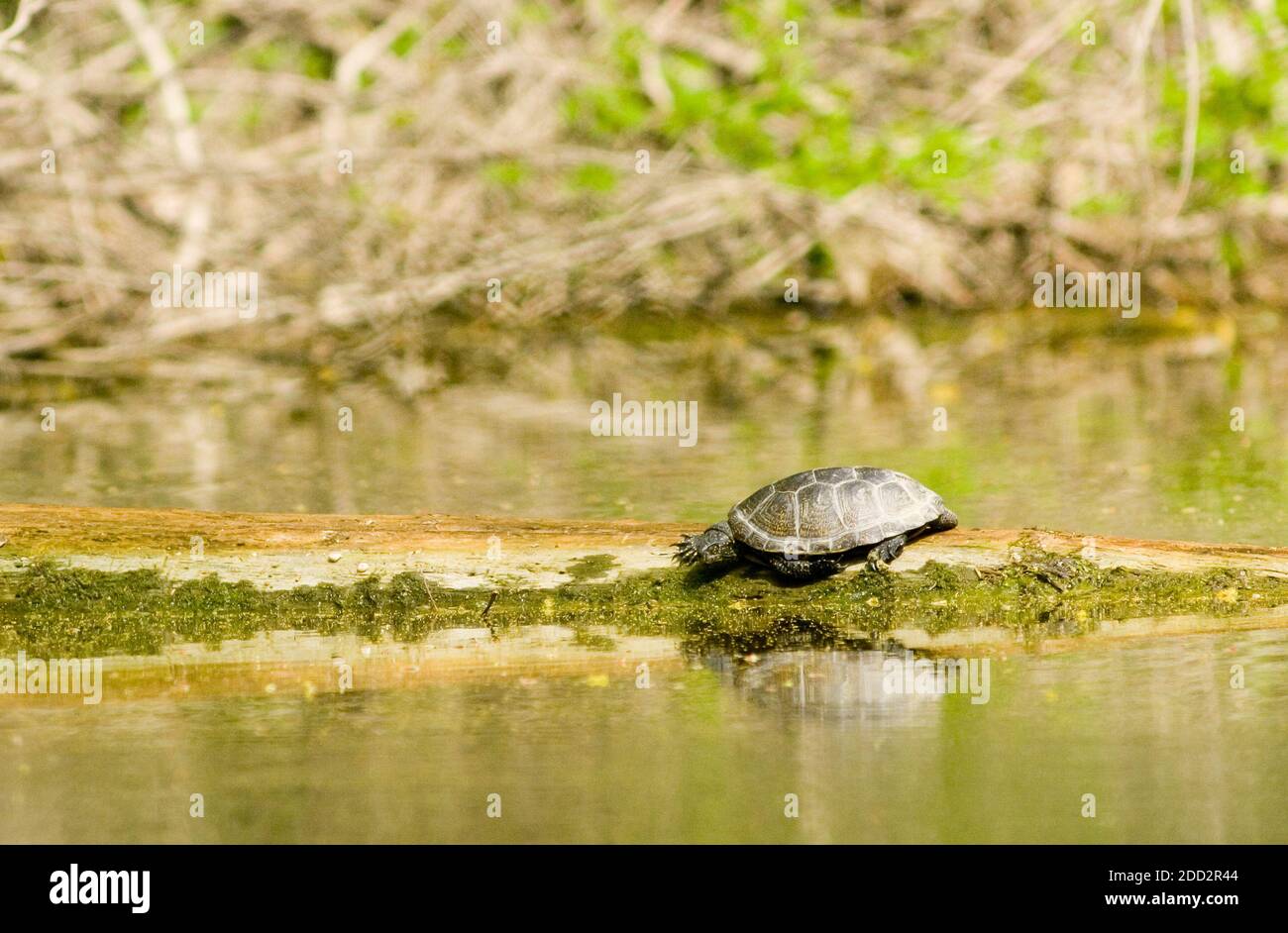 european pond terrapin, emys orbicularis, water turtle Stock Photo - Alamy