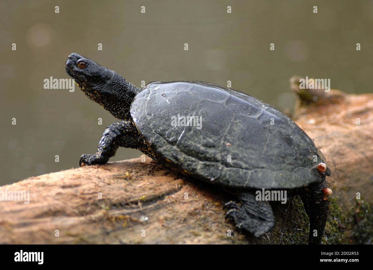 european pond terrapin, emys orbicularis, water turtle Stock Photo - Alamy