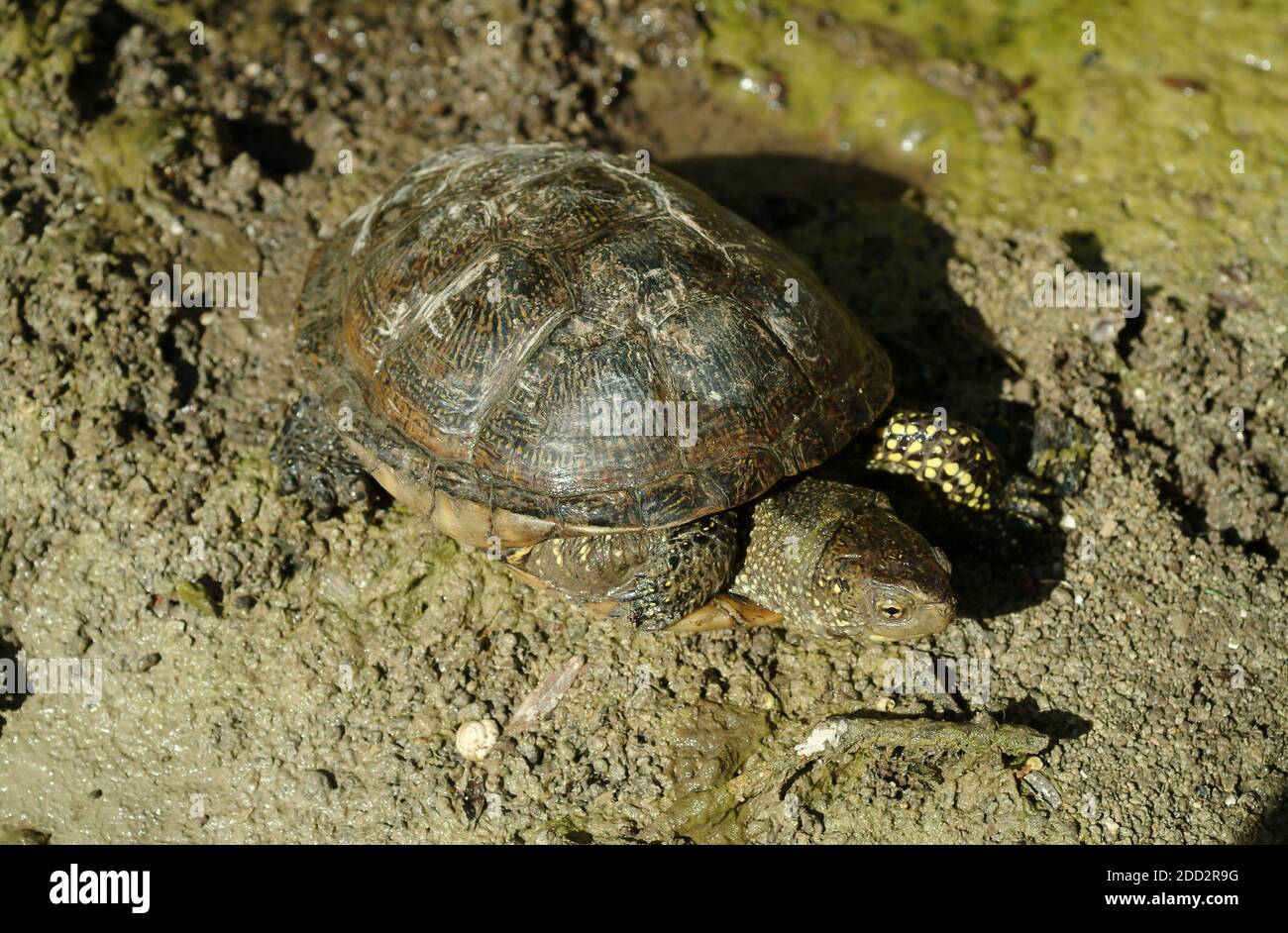 european pond terrapin, emys orbicularis, water turtle Stock Photo - Alamy