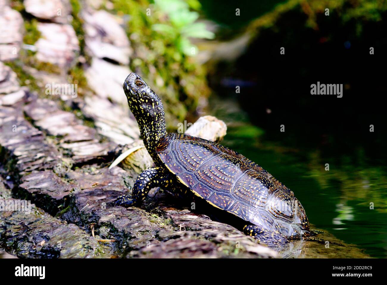 european pond terrapin, emys orbicularis, water turtle Stock Photo - Alamy