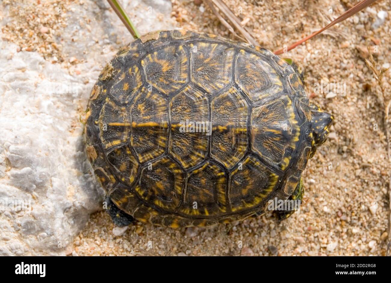 european pond terrapin, emys orbicularis, water turtle Stock Photo - Alamy