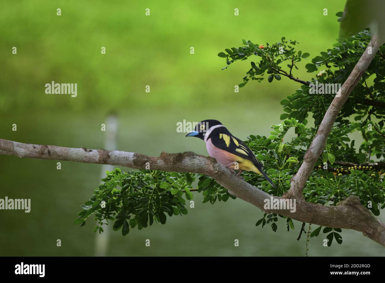Wide mouth bird Stock Photo - Alamy