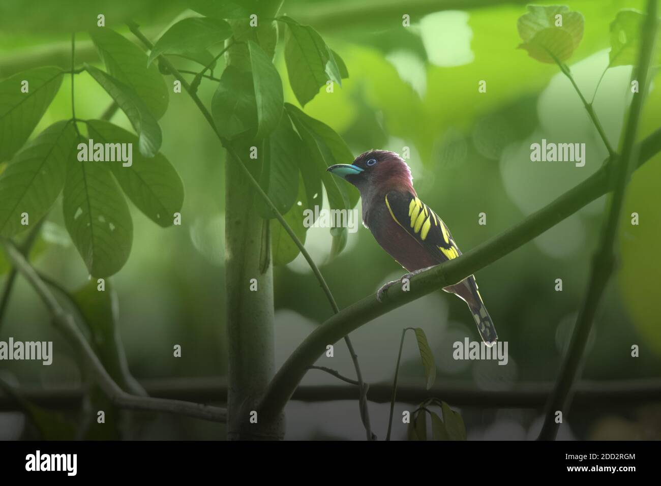 Wide mouth bird Stock Photo - Alamy
