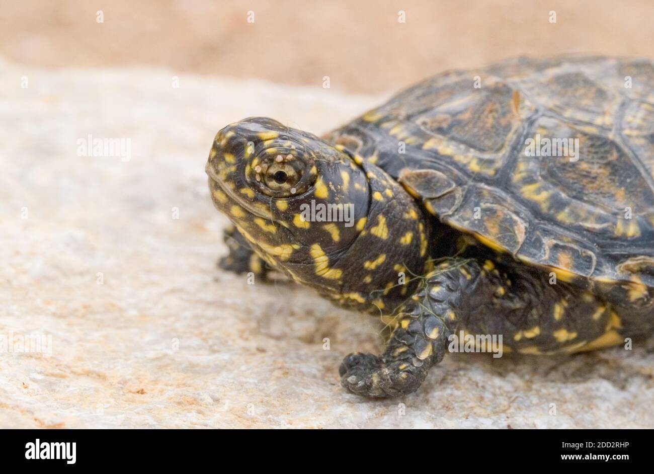 european pond terrapin, emys orbicularis, water turtle Stock Photo - Alamy