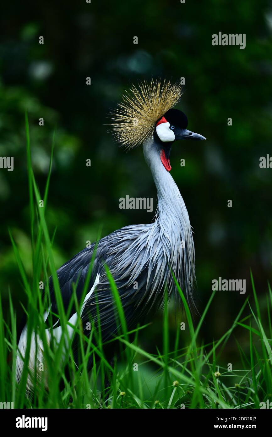 Grey crown crane Stock Photo - Alamy