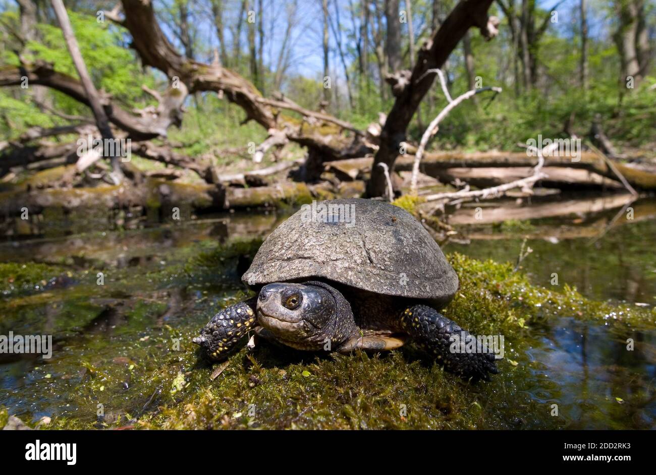 european pond terrapin, emys orbicularis, water turtle Stock Photo - Alamy