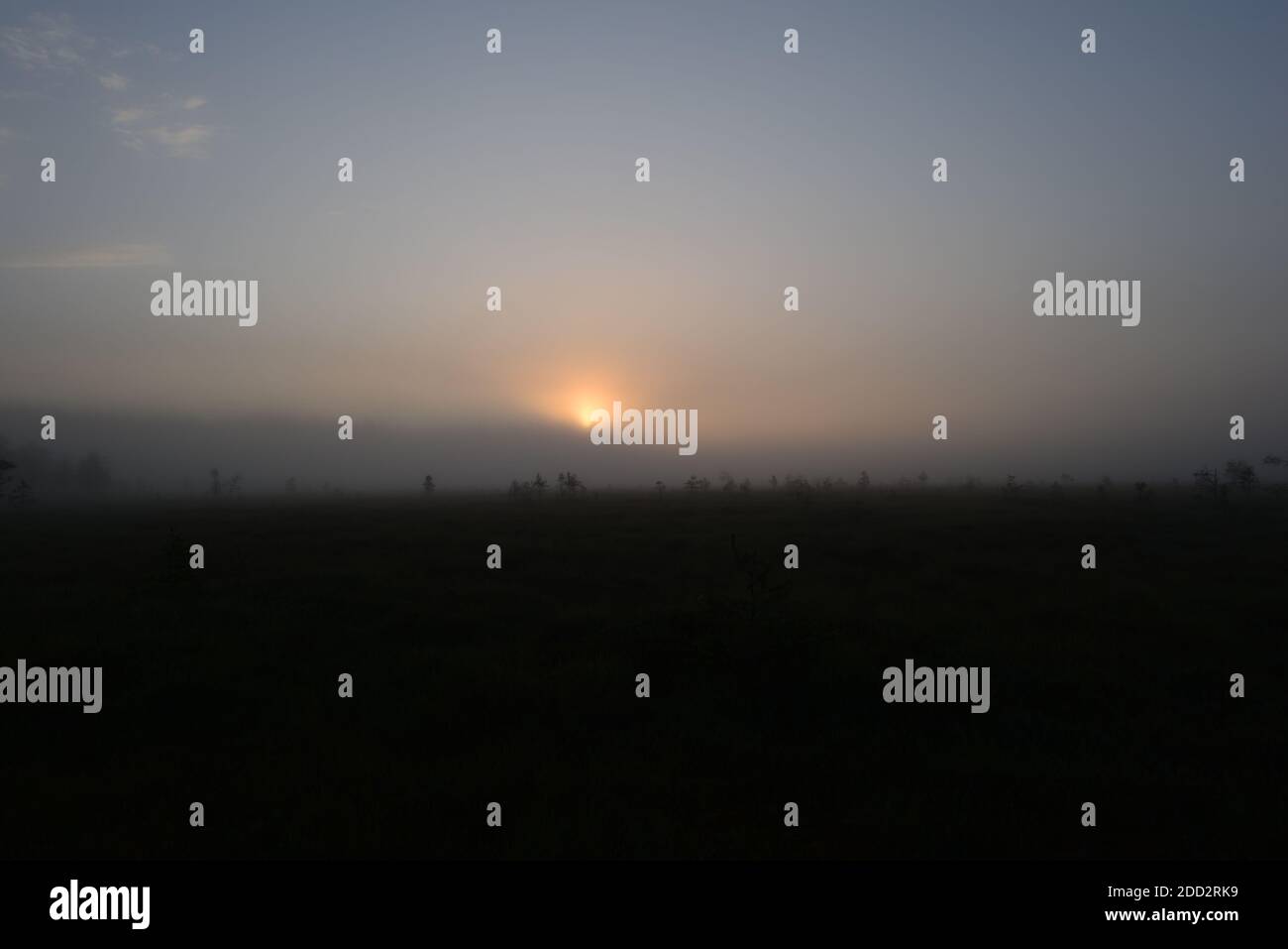 Rising sun over the misty forest swamp on a summer dawn Stock Photo - Alamy