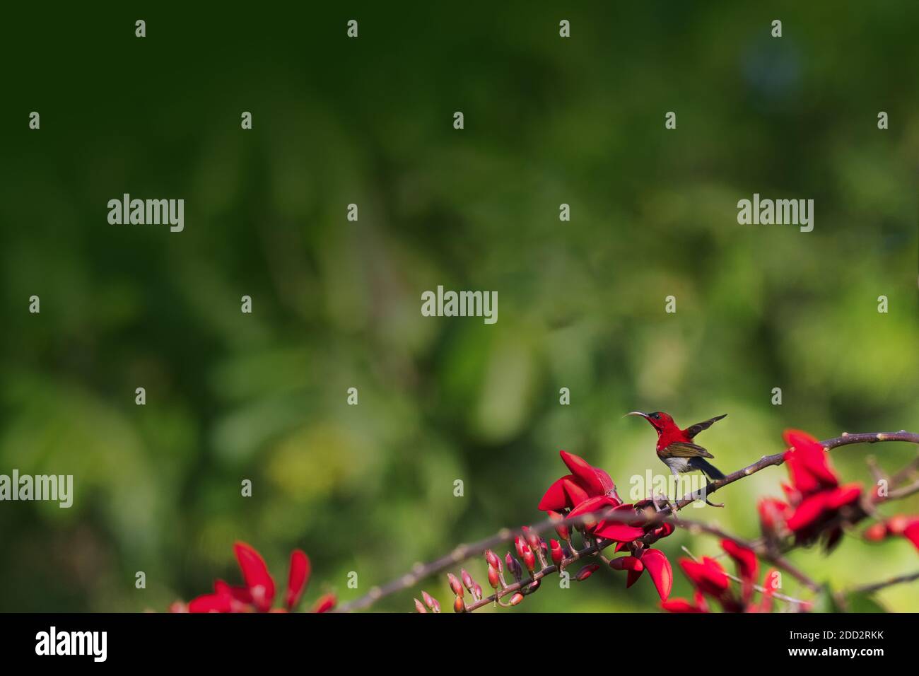 Sunbird (malaysia) hi-res stock photography and images - Alamy