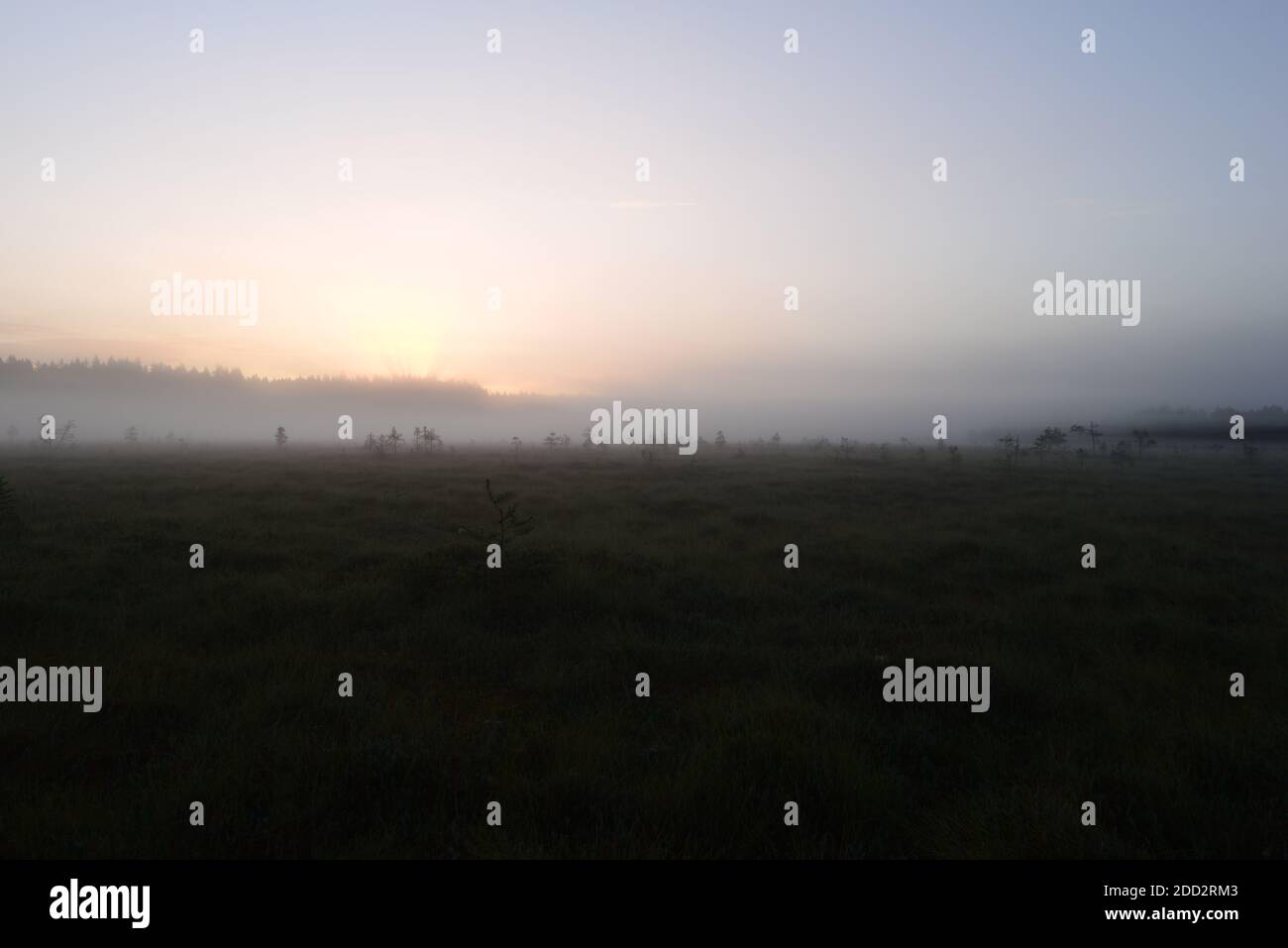 Rising sun rays over a misty swamp in the dawn silence of a desolate ...