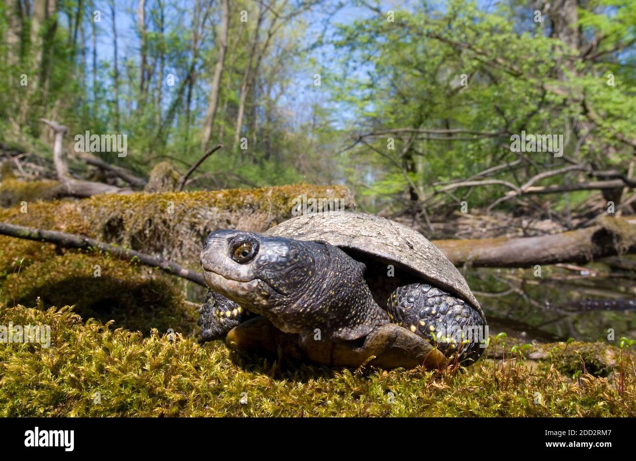 european pond terrapin, emys orbicularis, water turtle Stock Photo - Alamy