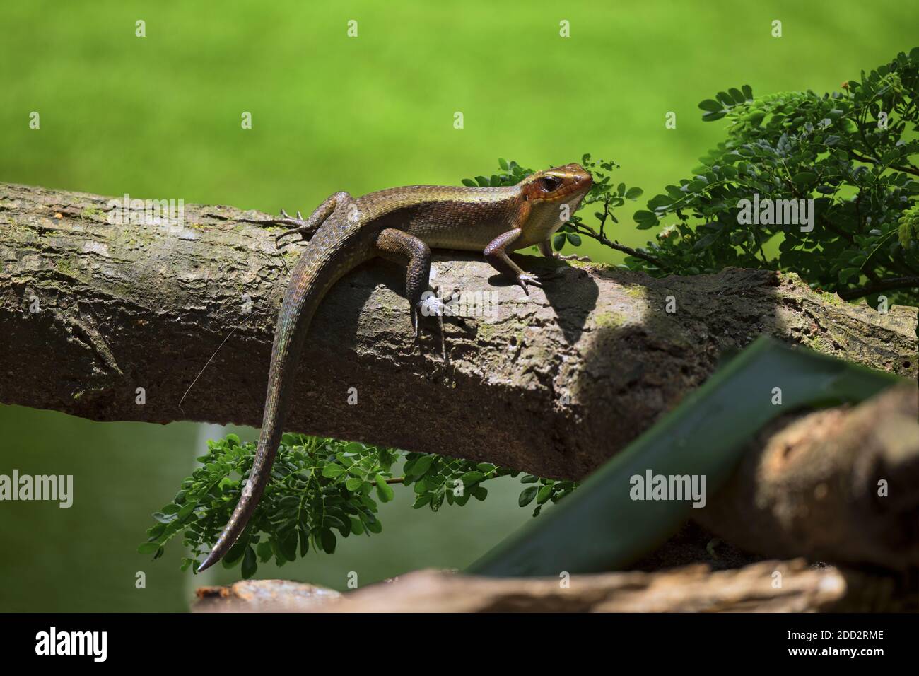 Lizard features hi-res stock photography and images - Alamy