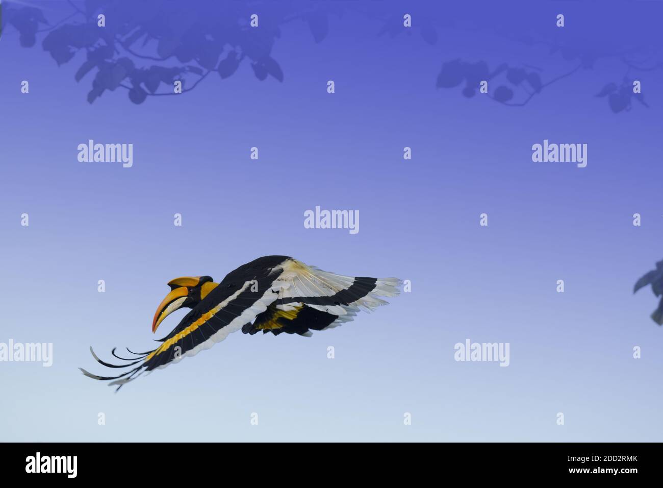 Two horns hornbills Stock Photo - Alamy