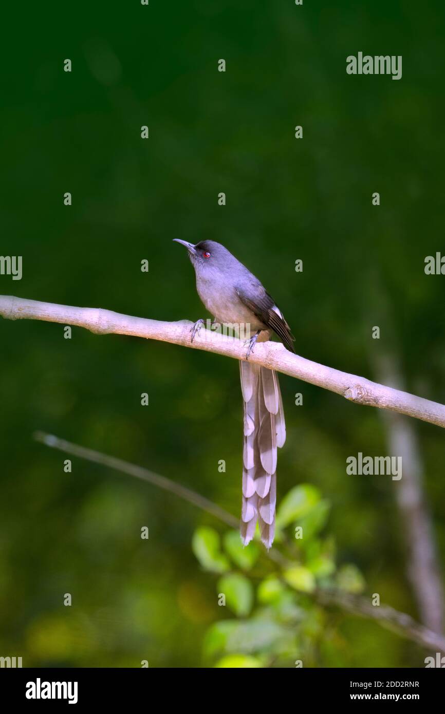 The long tail cuckoo Stock Photo - Alamy