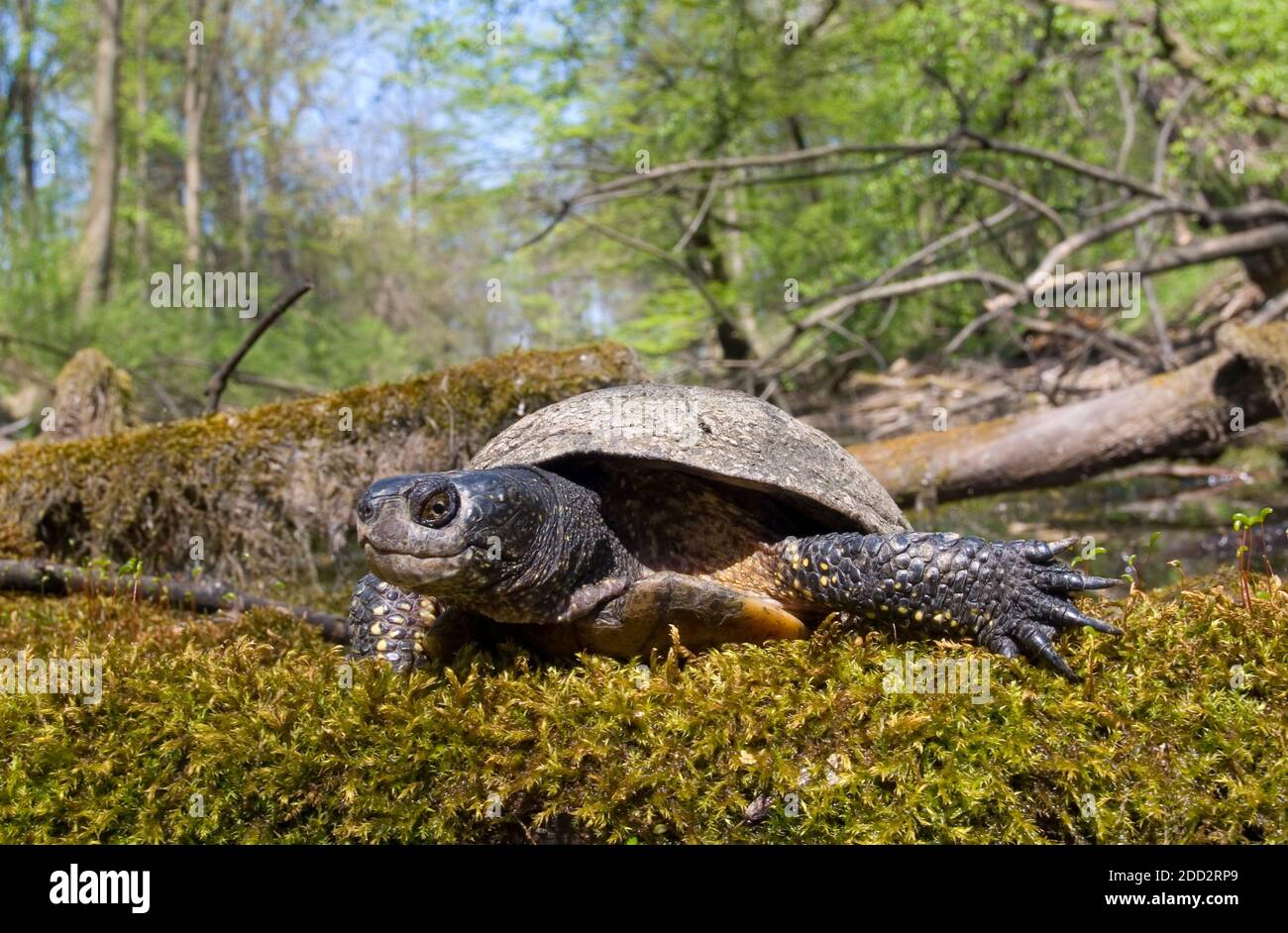 european pond terrapin, emys orbicularis, water turtle Stock Photo - Alamy