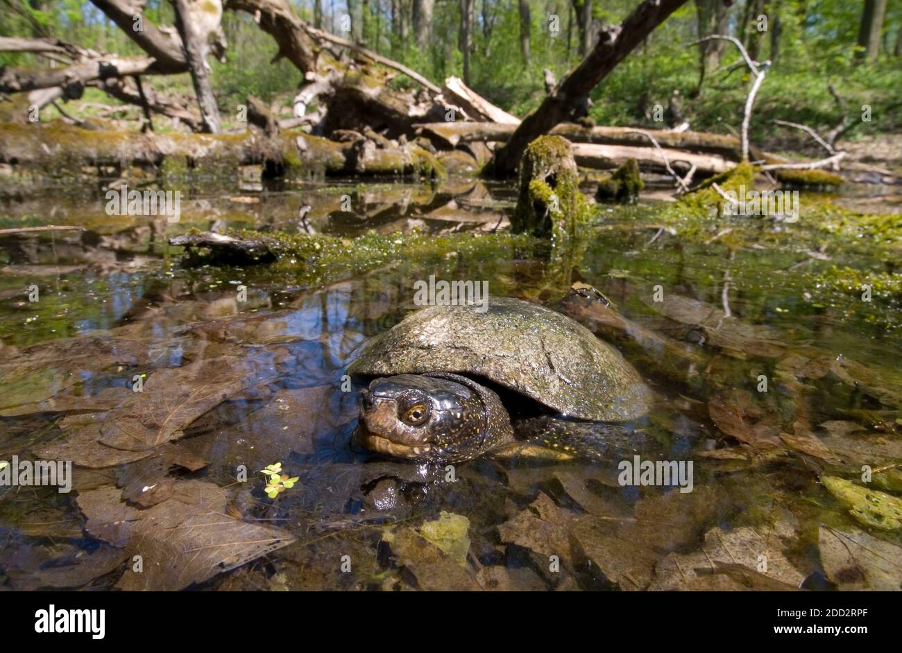 european pond terrapin, emys orbicularis, water turtle Stock Photo - Alamy