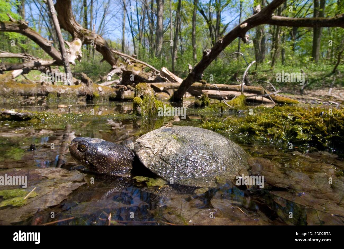 european pond terrapin, emys orbicularis, water turtle Stock Photo - Alamy