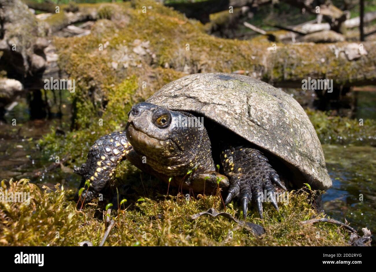 european pond terrapin, emys orbicularis, water turtle Stock Photo - Alamy
