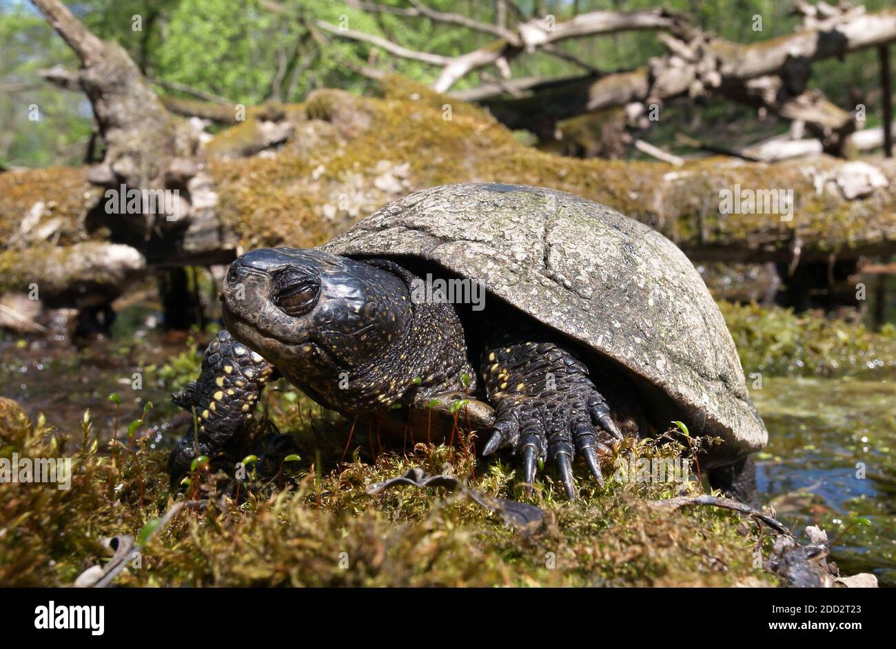 european pond terrapin, emys orbicularis, water turtle Stock Photo - Alamy