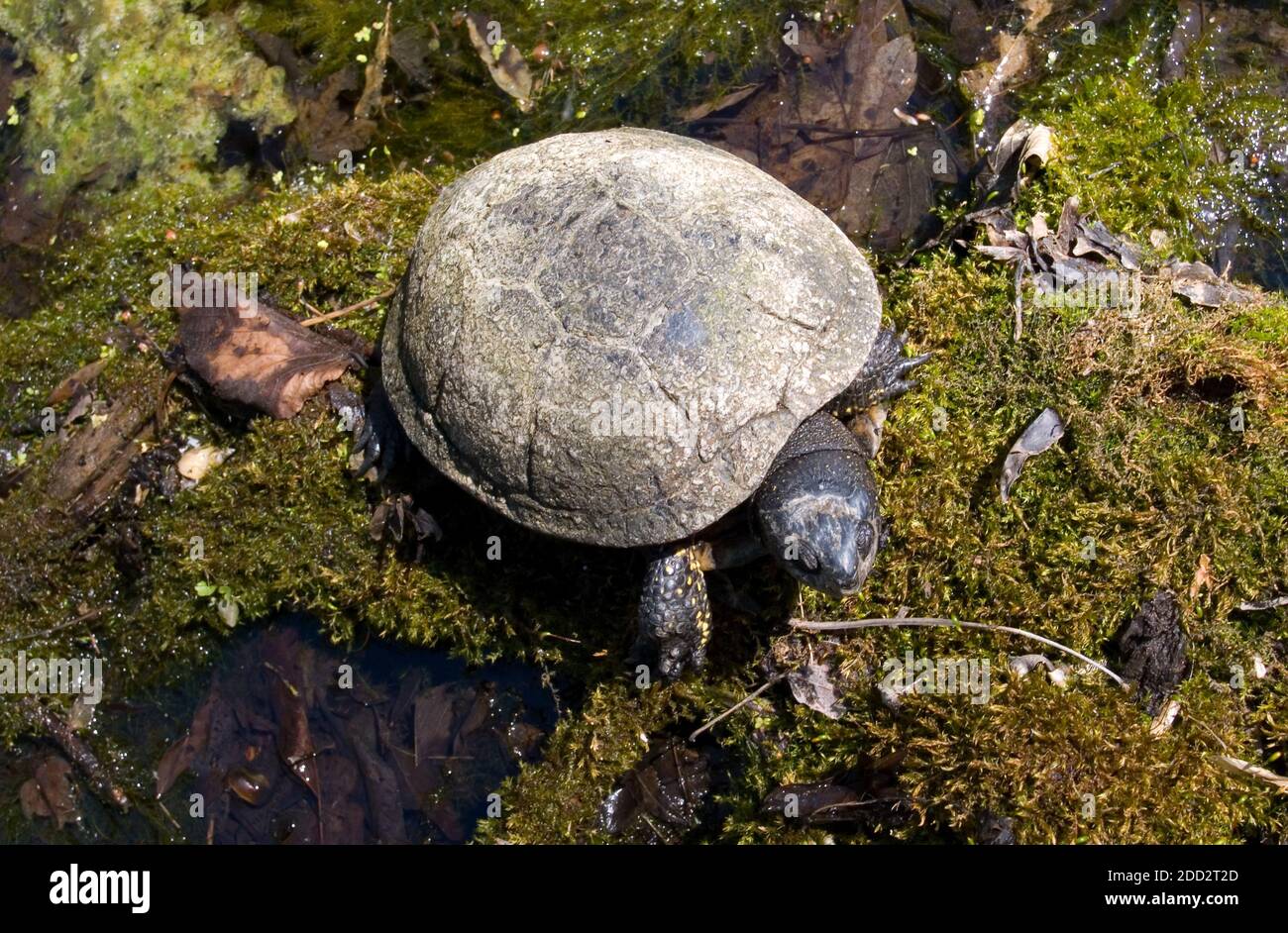 european pond terrapin, emys orbicularis, water turtle Stock Photo - Alamy