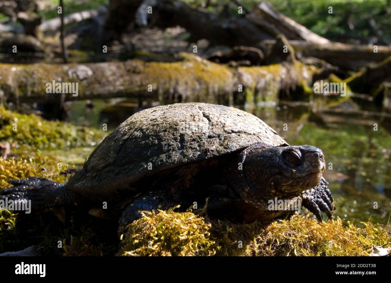 european pond terrapin, emys orbicularis, water turtle Stock Photo - Alamy
