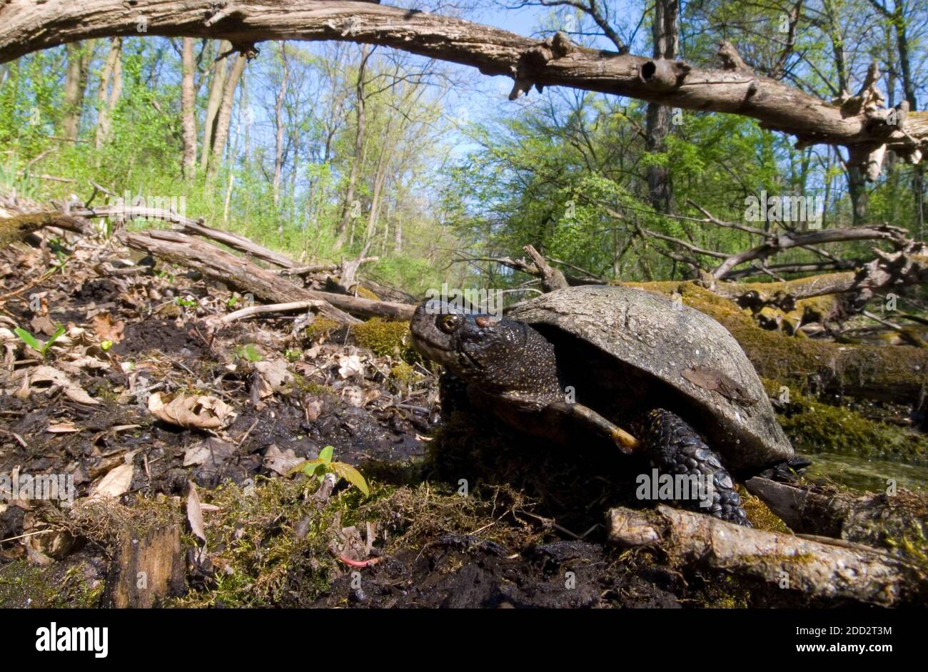 european pond terrapin, emys orbicularis, water turtle Stock Photo - Alamy
