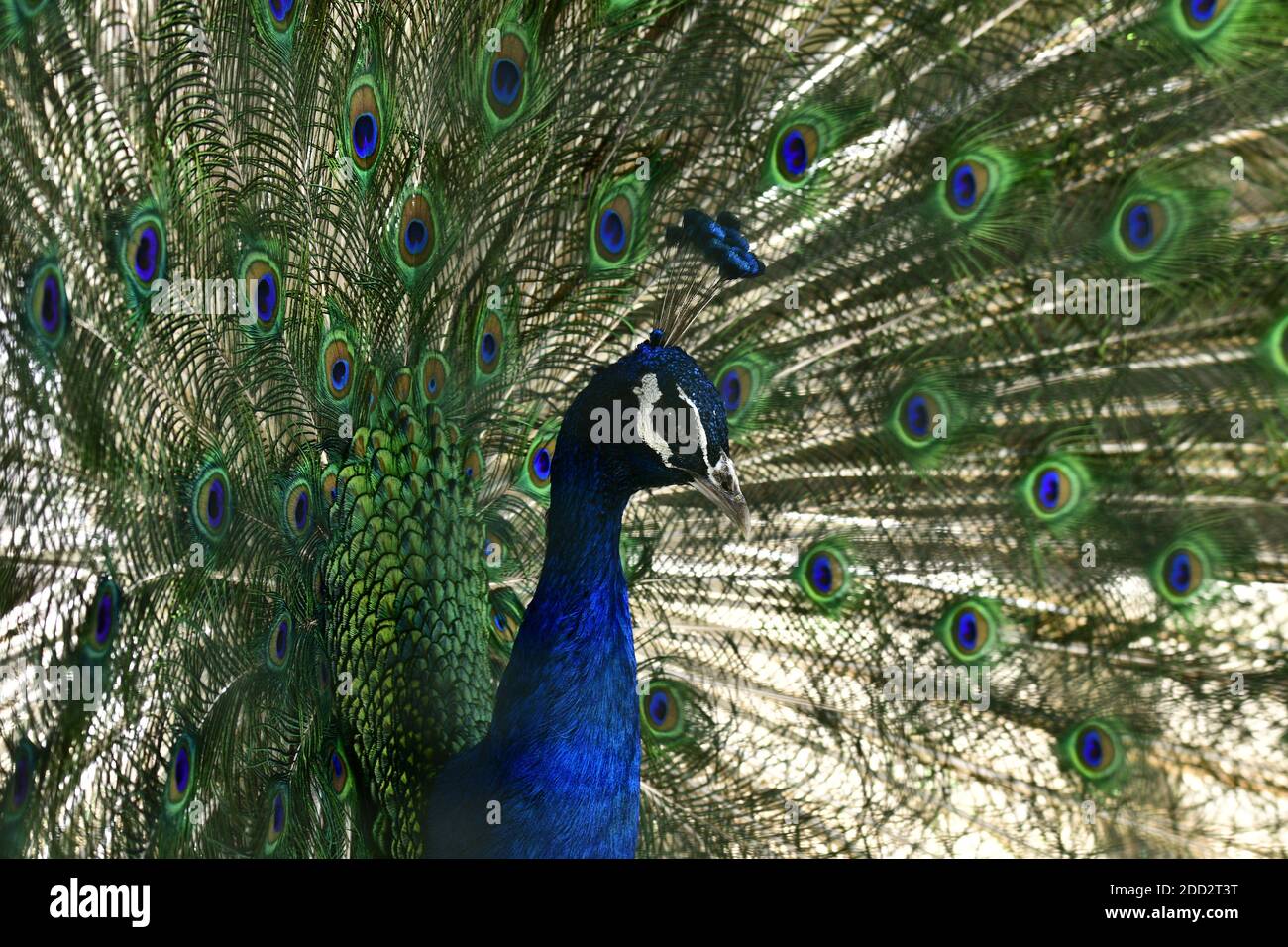 Human and peacock hi-res stock photography and images - Alamy