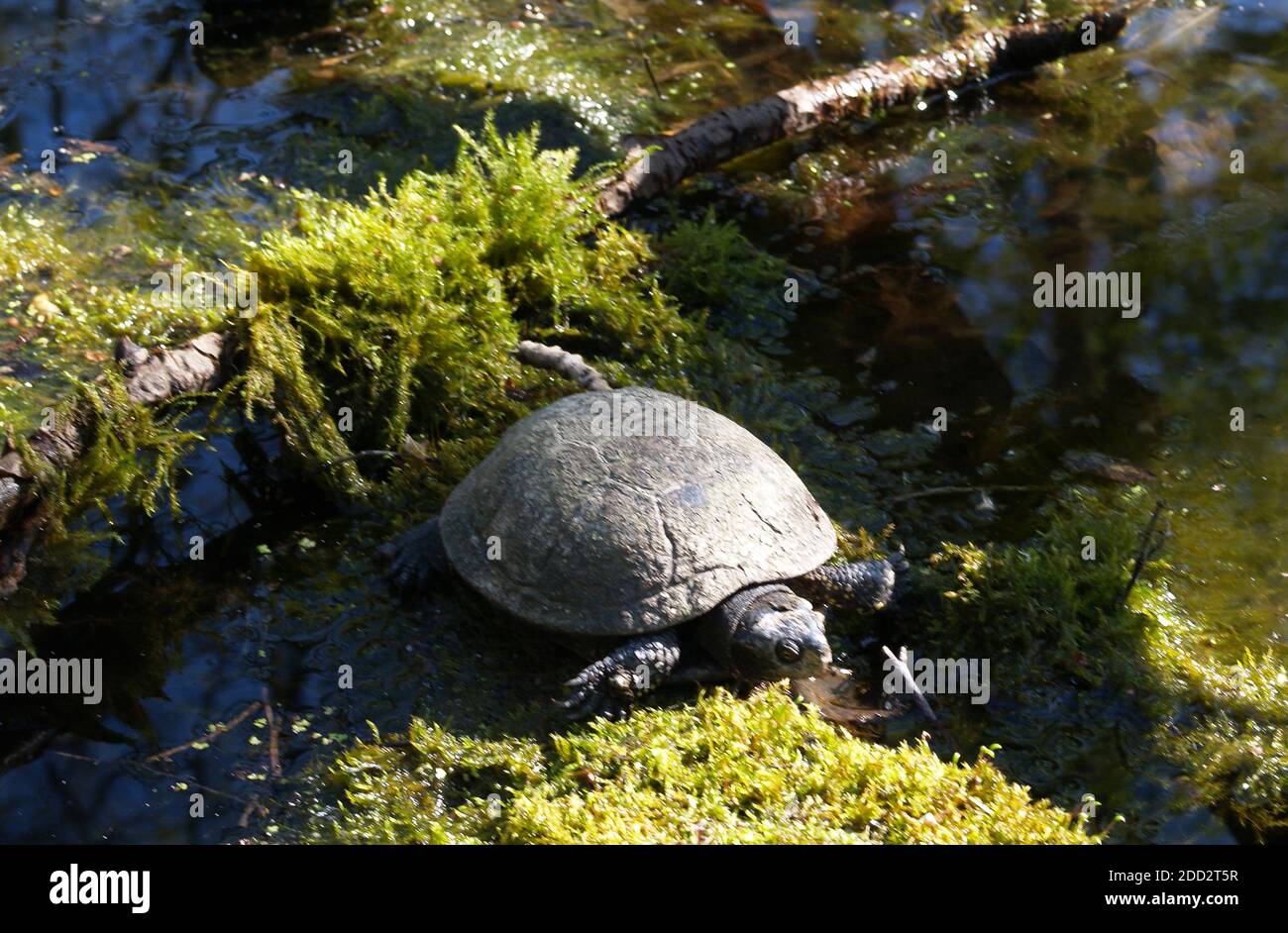 european pond terrapin, emys orbicularis, water turtle Stock Photo - Alamy