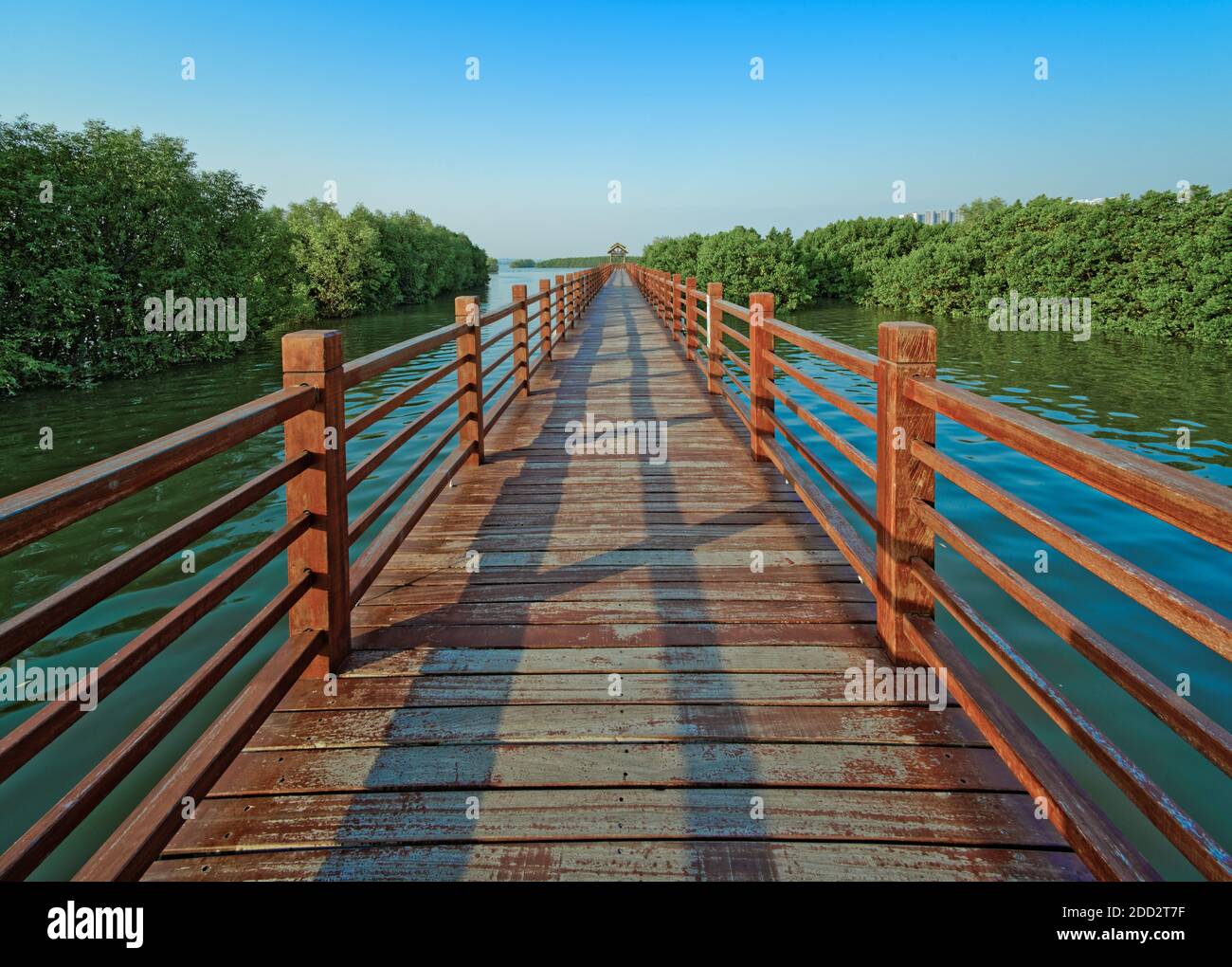Guangdong Maoming Shuidong bay mangrove plank road Stock Photo - Alamy