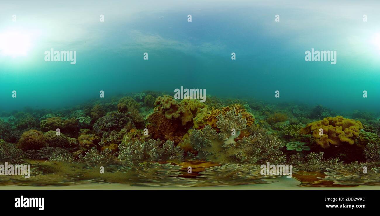 Coral garden seascape colourful tropical hi-res stock photography and ...