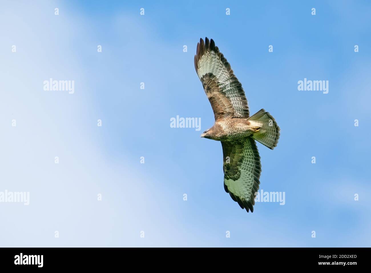 One buzzard bird, bird of pray, buteo buteo, in flight against a blue ...
