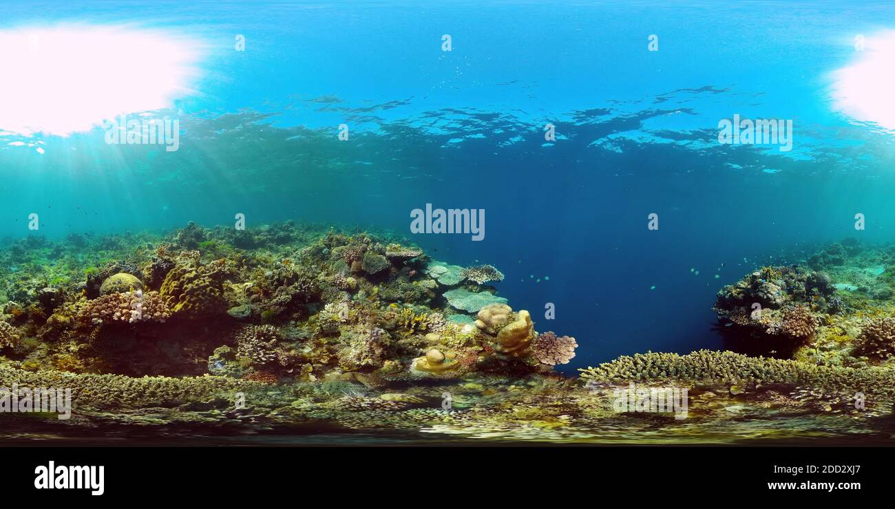 Underwater Panoramic Scene Coral Reef High Resolution Stock Photography ...