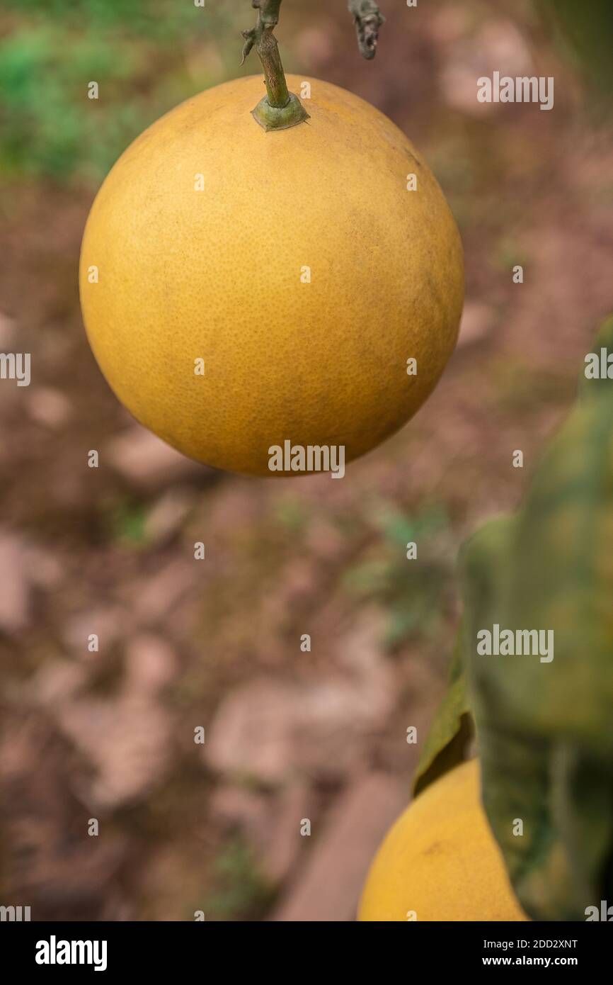 Grapefruit trees hi-res stock photography and images - Alamy