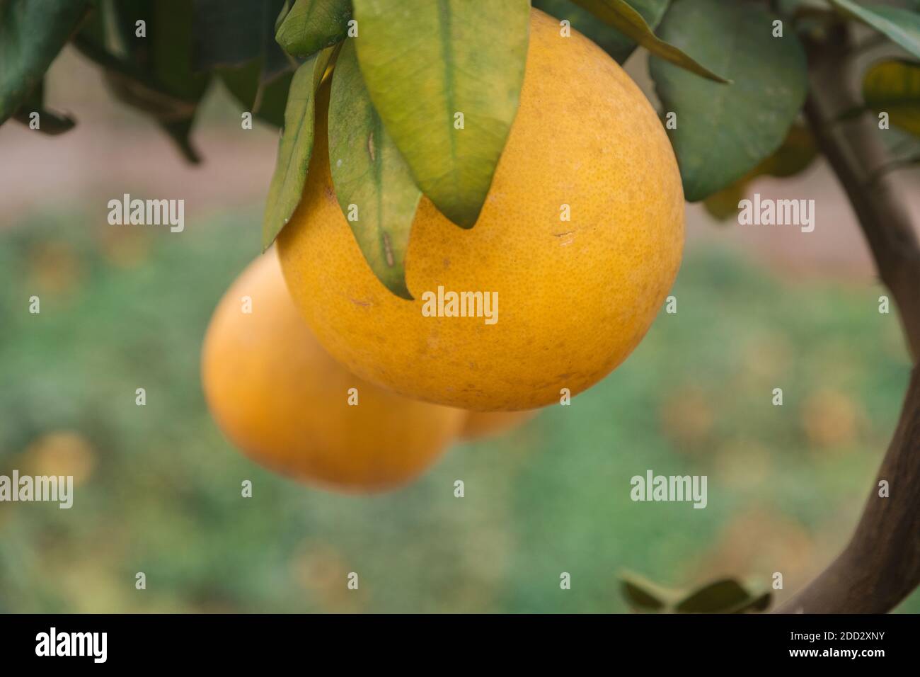 Grapefruit Trees High Resolution Stock Photography and Images - Alamy