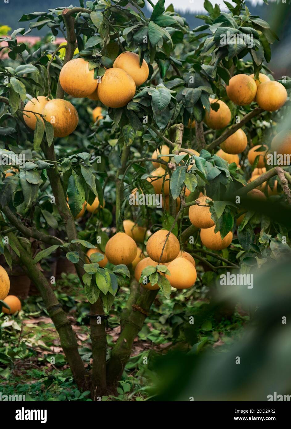 Grapefruit Trees High Resolution Stock Photography and Images - Alamy