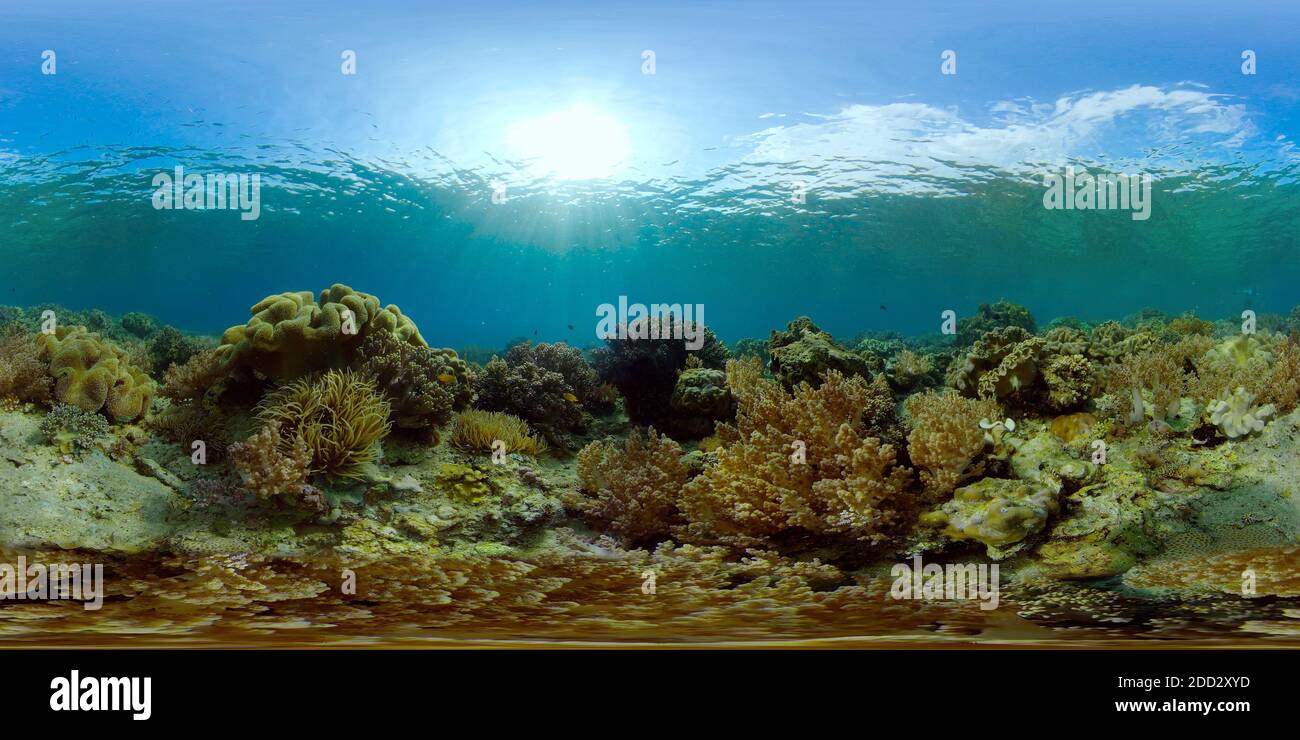 Tropical fishes and coral reef at diving. Underwater world with corals ...
