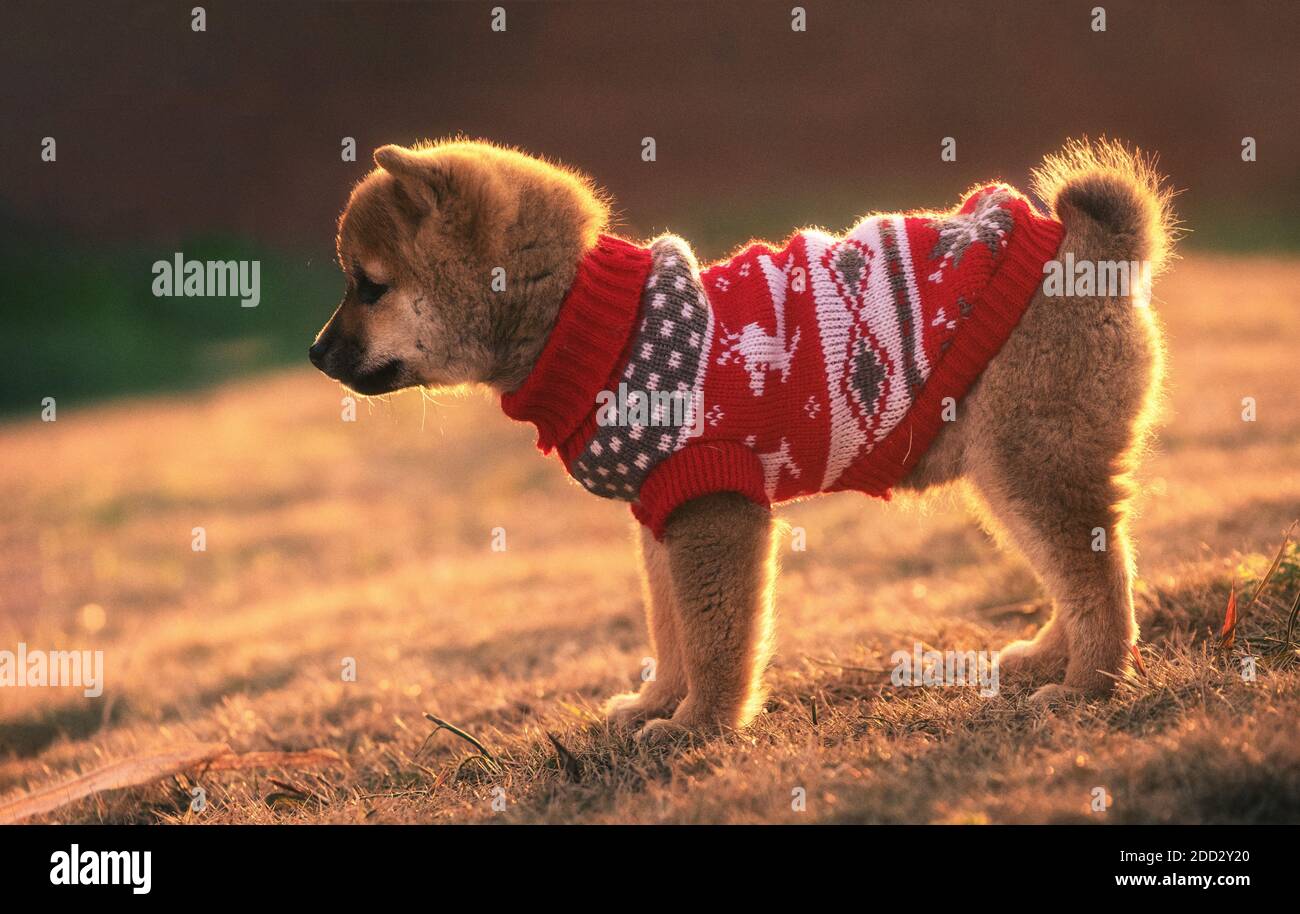 Shiba inu standing outdoor portrait hi-res stock photography and images ...