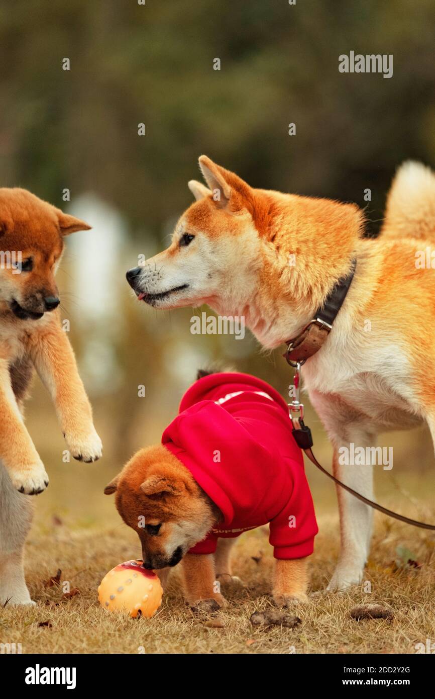 Shiba inu standing outdoor portrait hi-res stock photography and images ...